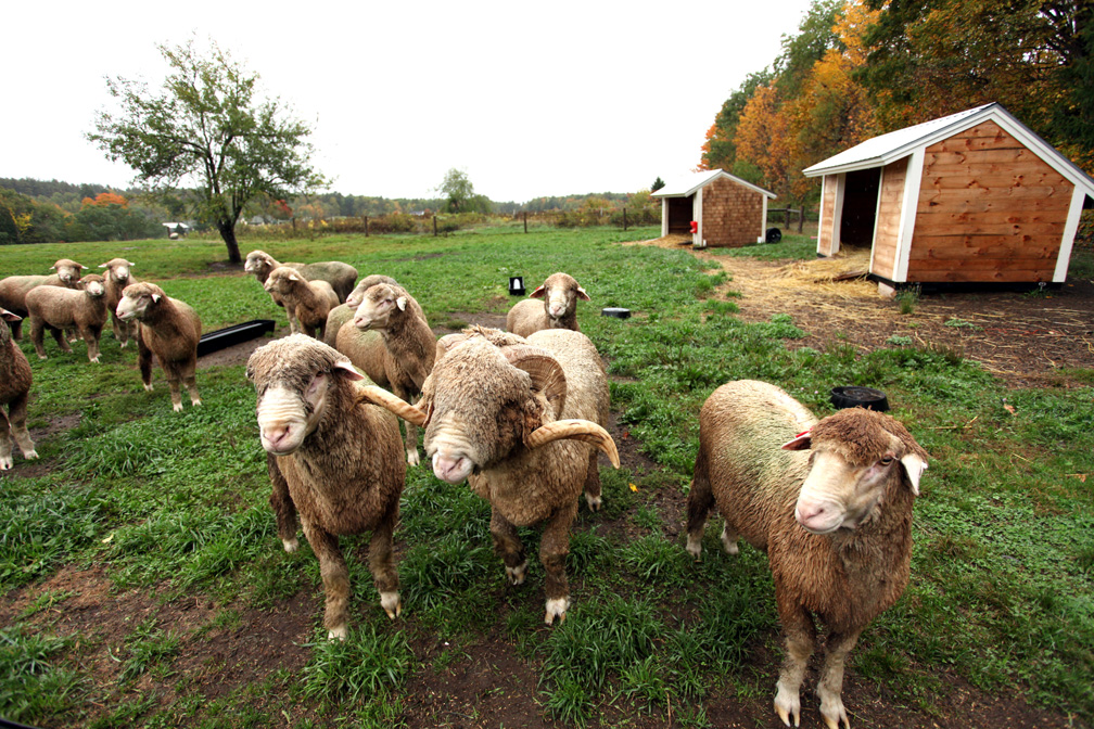 ACL Field Trip | Ramblers Way Farm | A Continuous Lean.